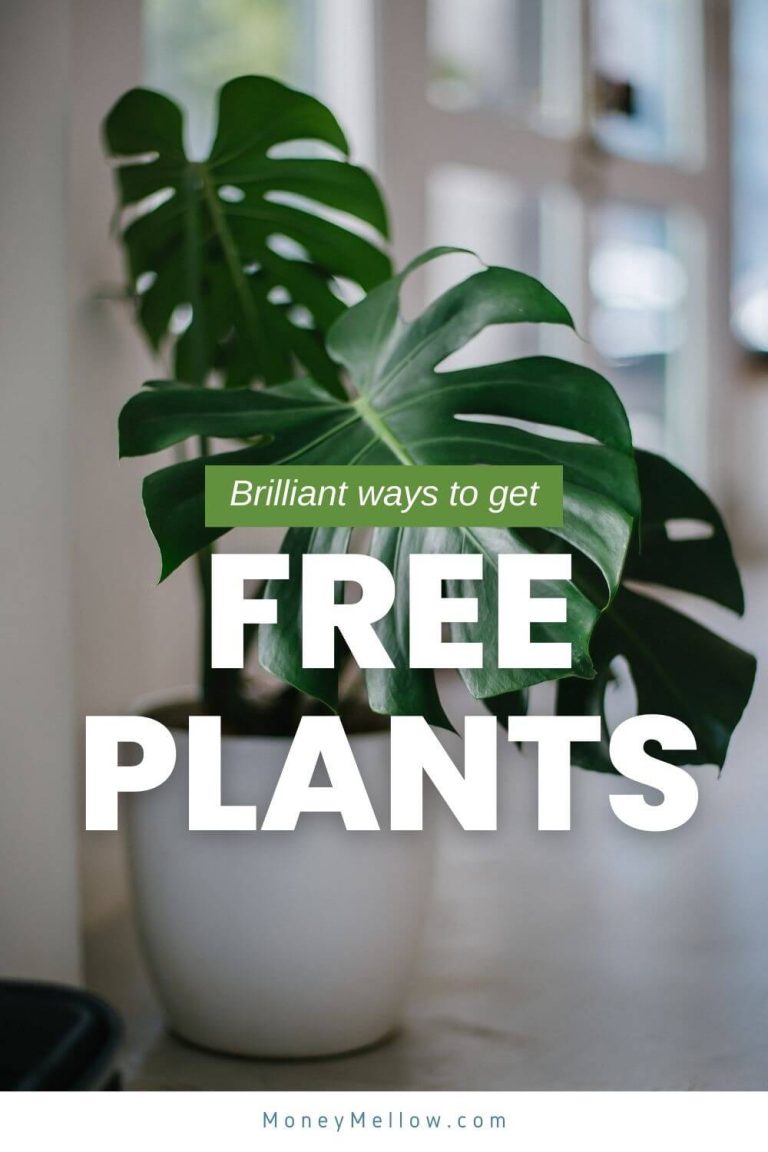 9 Ways to Get Free Plants for Your Garden and Home | MoneyMellow