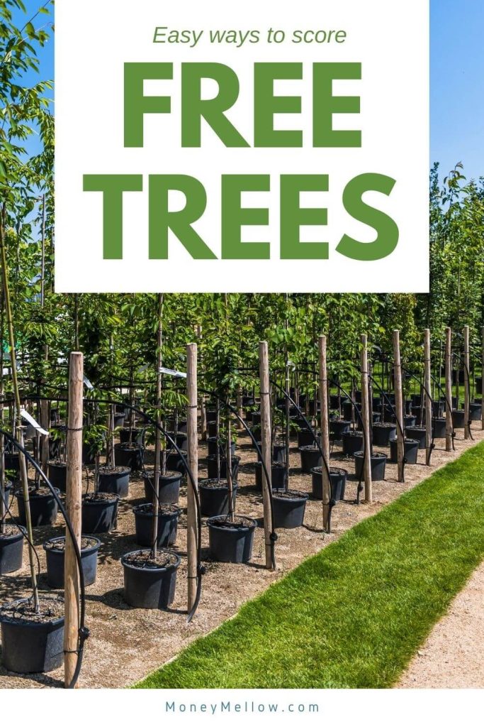 10 Easy Ways To Get Free Trees Moneymellow